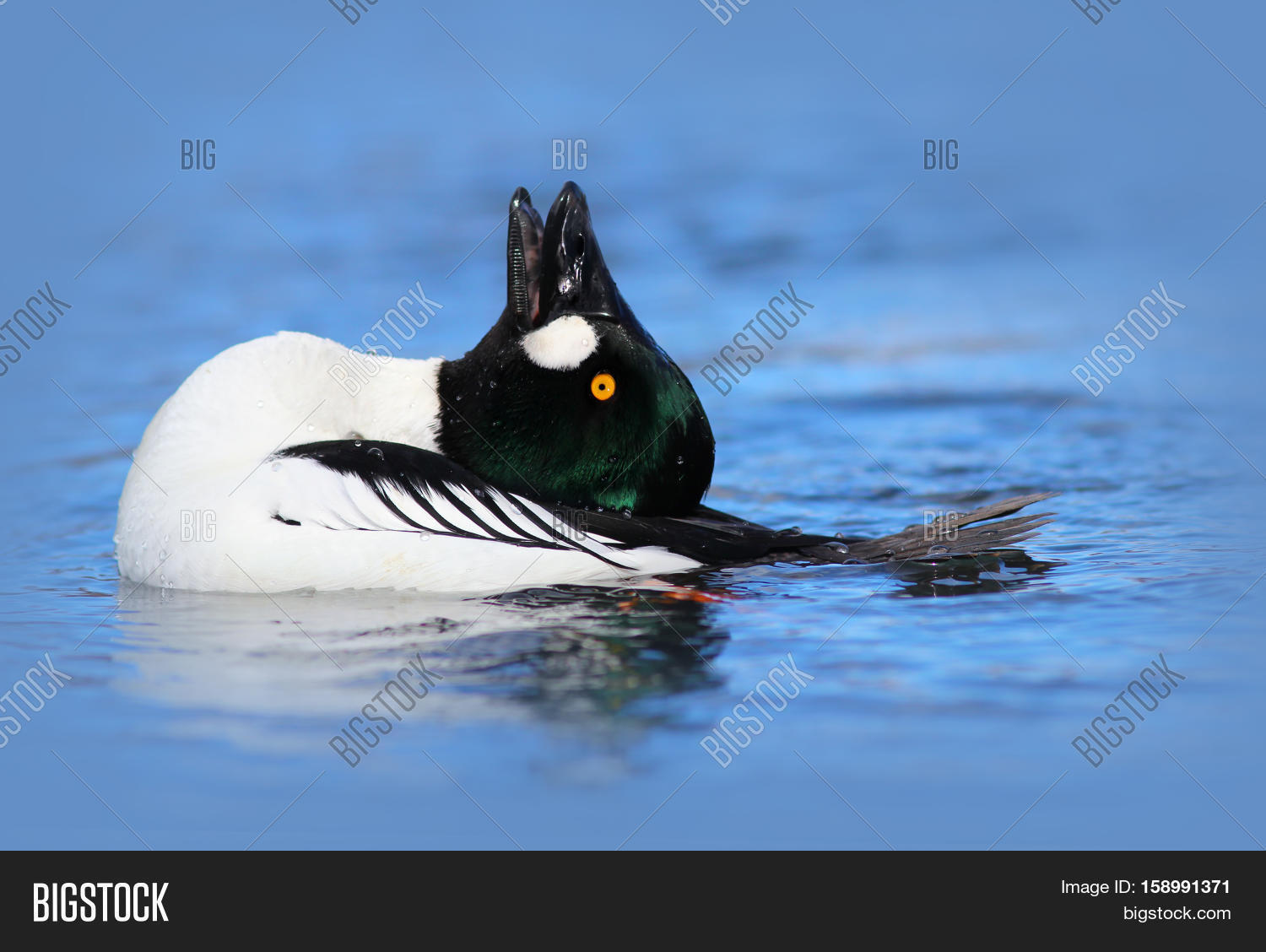 Male Goldeneye Duck Image & Photo (Free Trial) | Bigstock