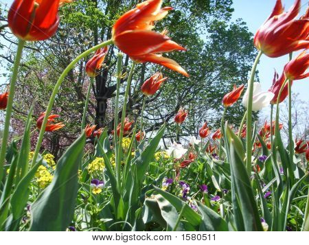 Flowers Blowing Wind Image & Photo (Free Trial) | Bigstock