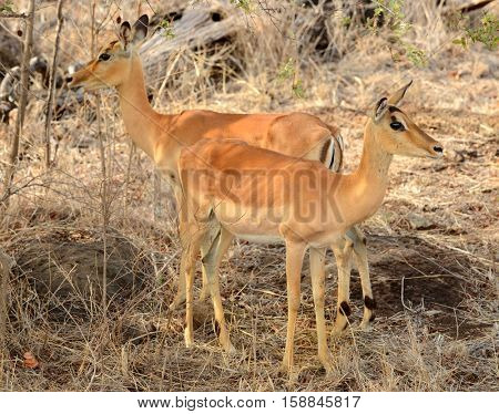 Female Impalas Grazing Image & Photo (Free Trial) | Bigstock