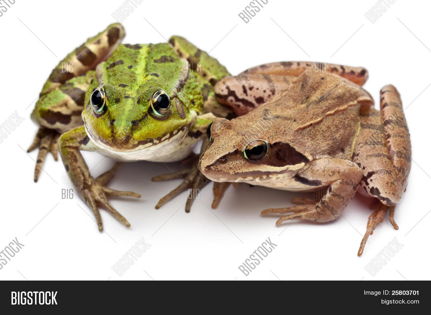 Common European Frog Image & Photo (Free Trial) | Bigstock