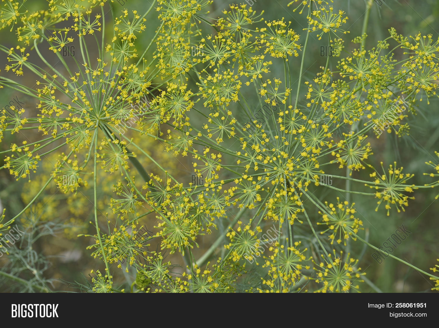 Close- Image Dill Image & Photo (Free Trial) | Bigstock