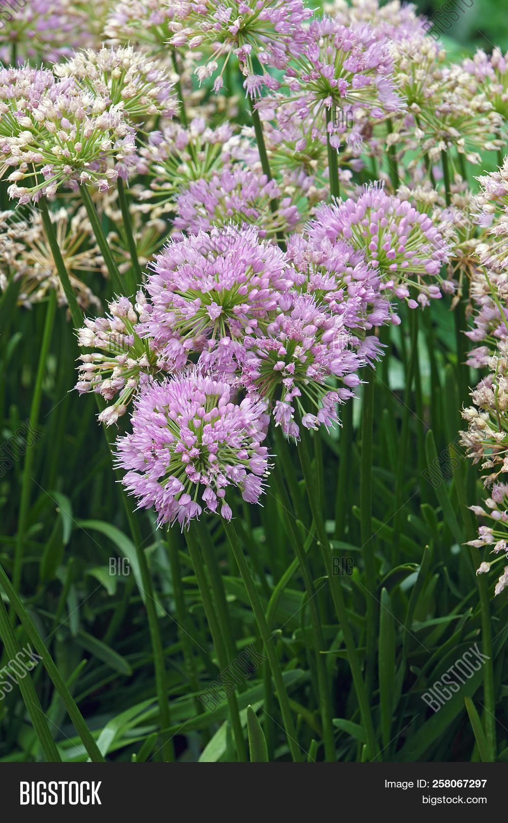 Millenium Ornamental Image & Photo (Free Trial) | Bigstock