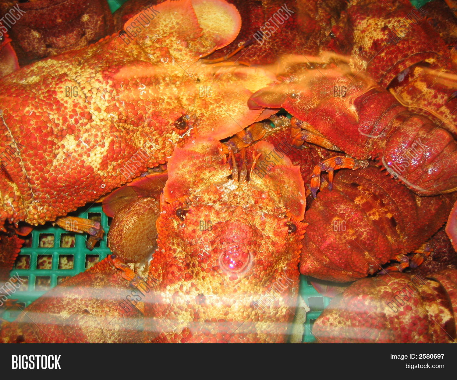 Manta Shrimp Image & Photo (Free Trial) | Bigstock