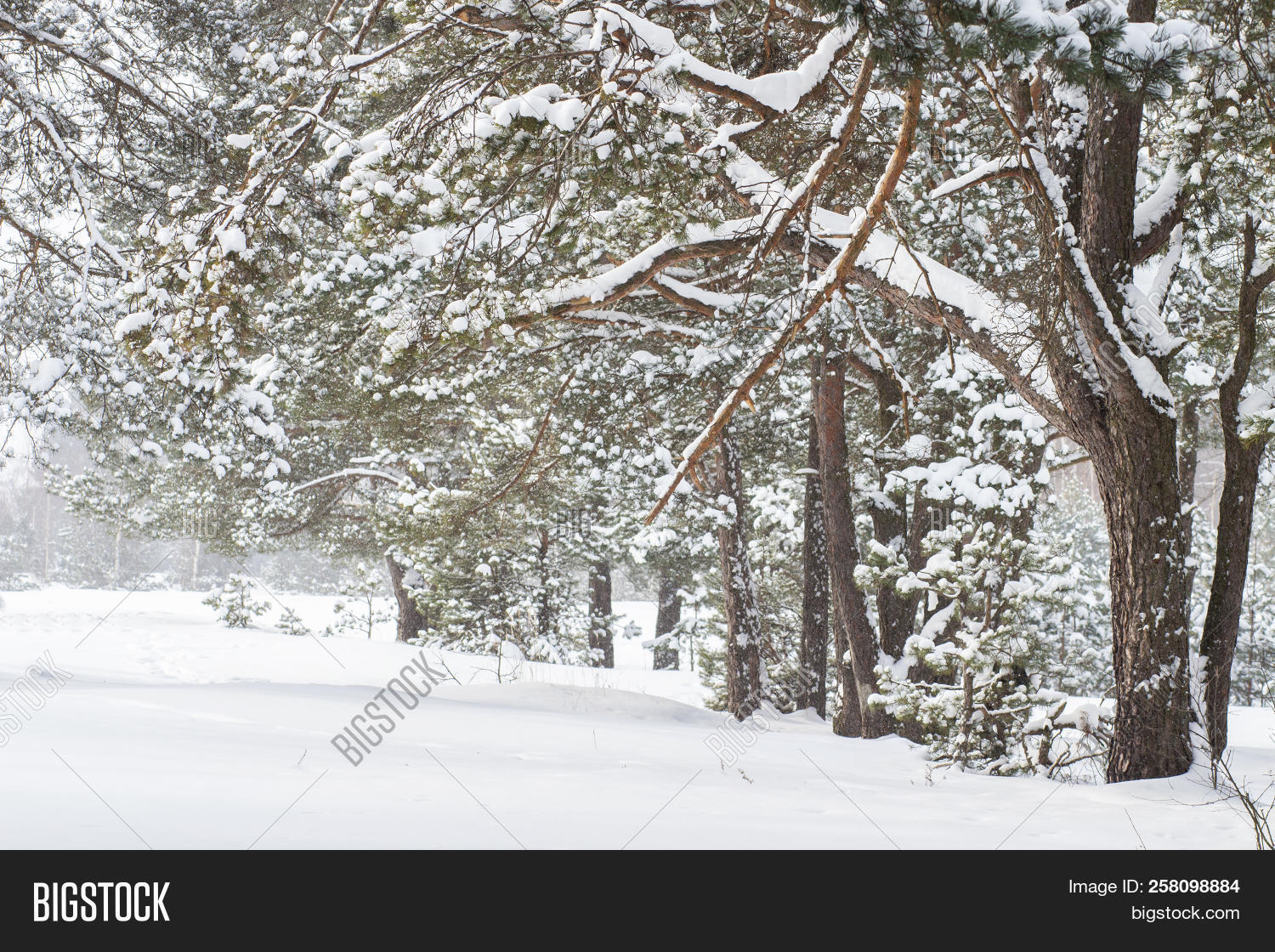 Snowy Trees Winter Image & Photo (Free Trial) | Bigstock