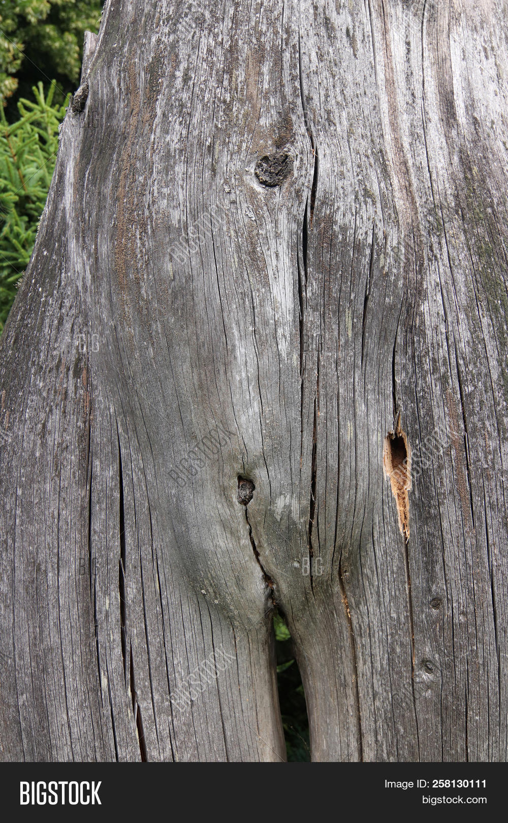 Bizarrely Shaped Tree Image & Photo (Free Trial) | Bigstock