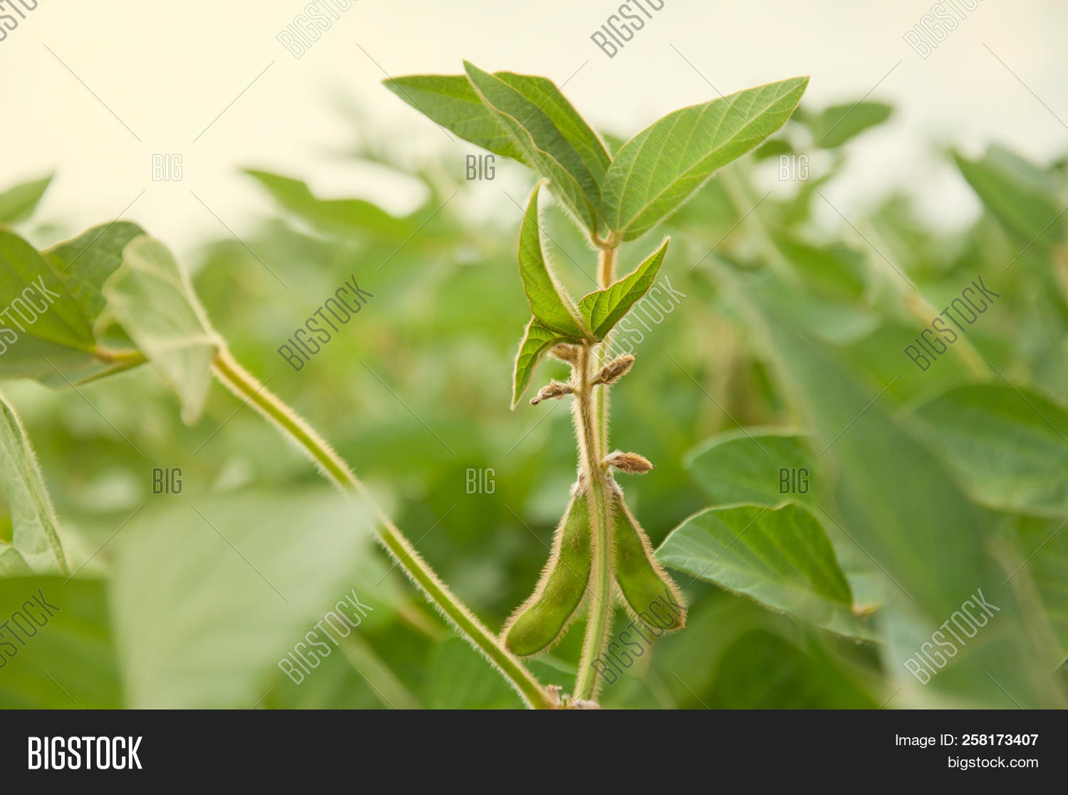 Pods Soybean On Image & Photo (Free Trial) | Bigstock