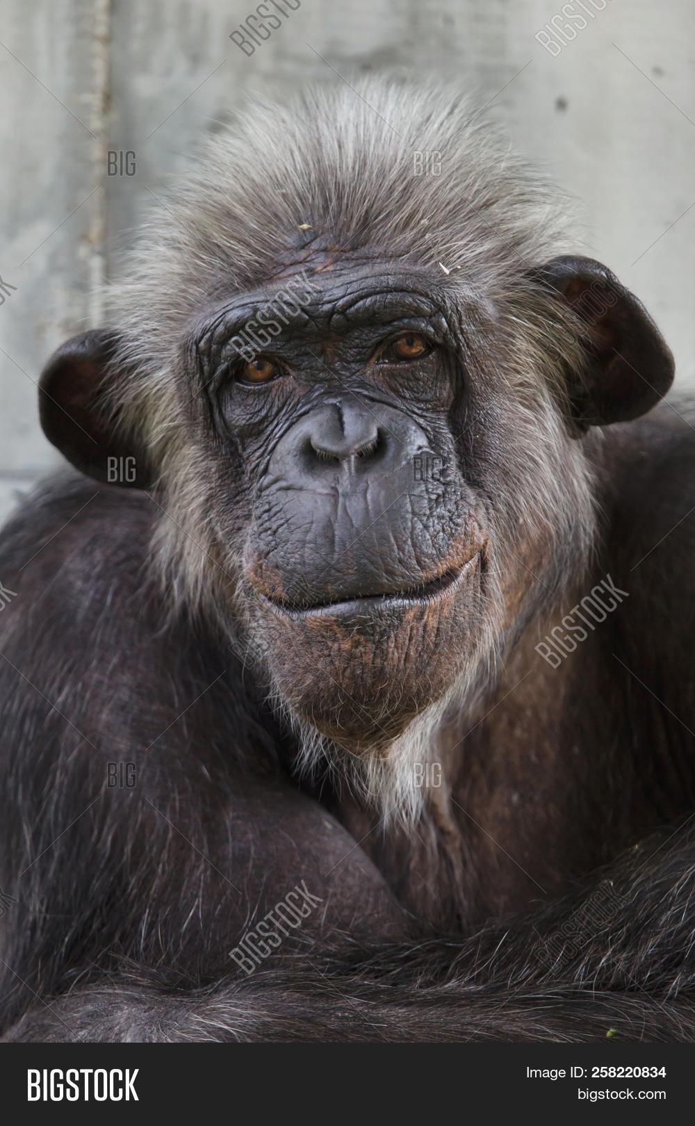 Common Chimpanzee (Pan Image & Photo (Free Trial) | Bigstock