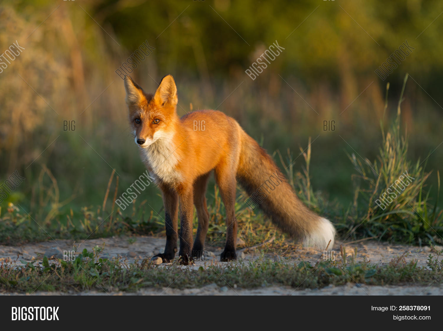 Cute, Young, Fiery, Image & Photo (Free Trial) | Bigstock