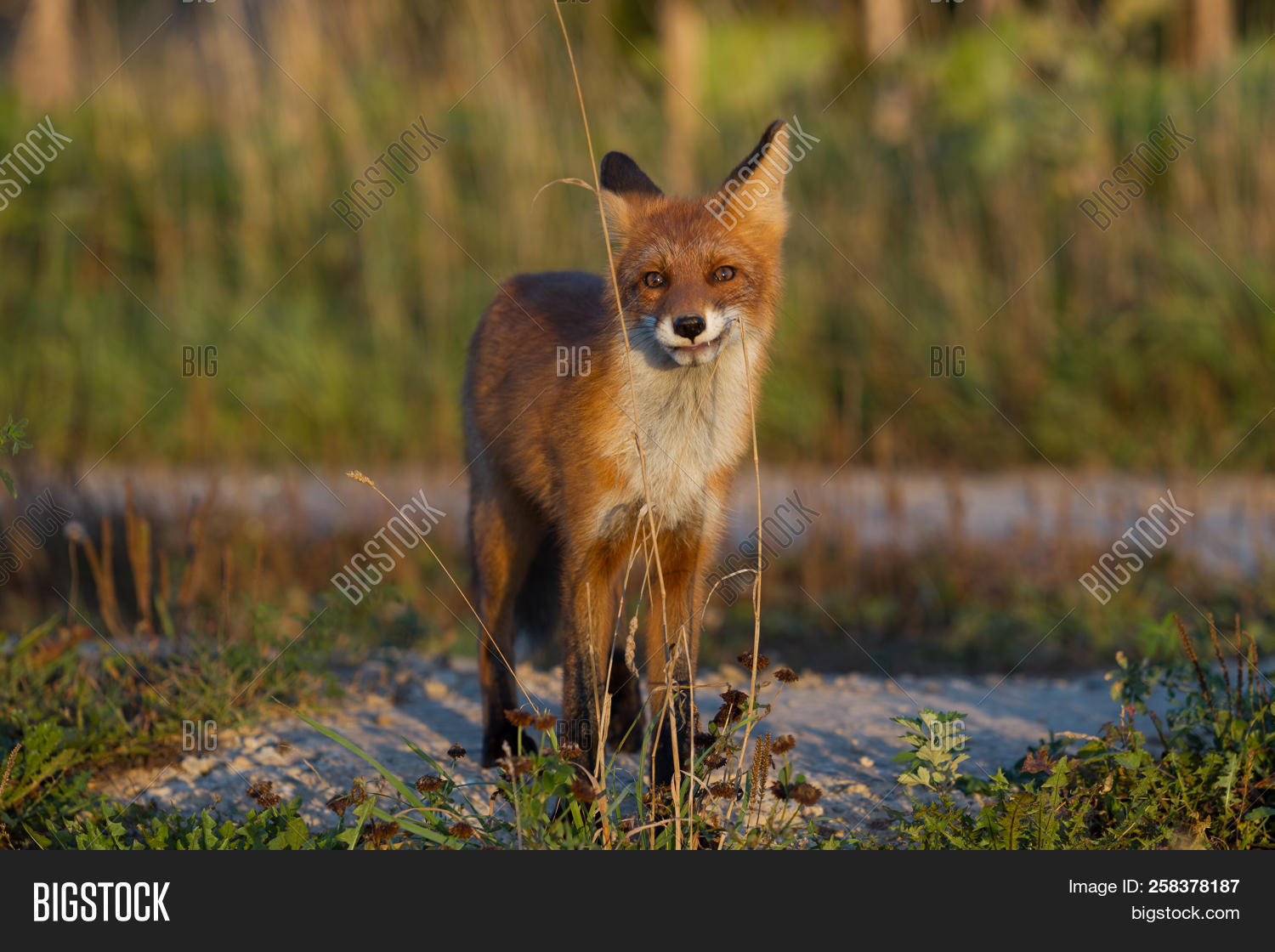 Cute, Young, Fiery, Image & Photo (Free Trial) | Bigstock