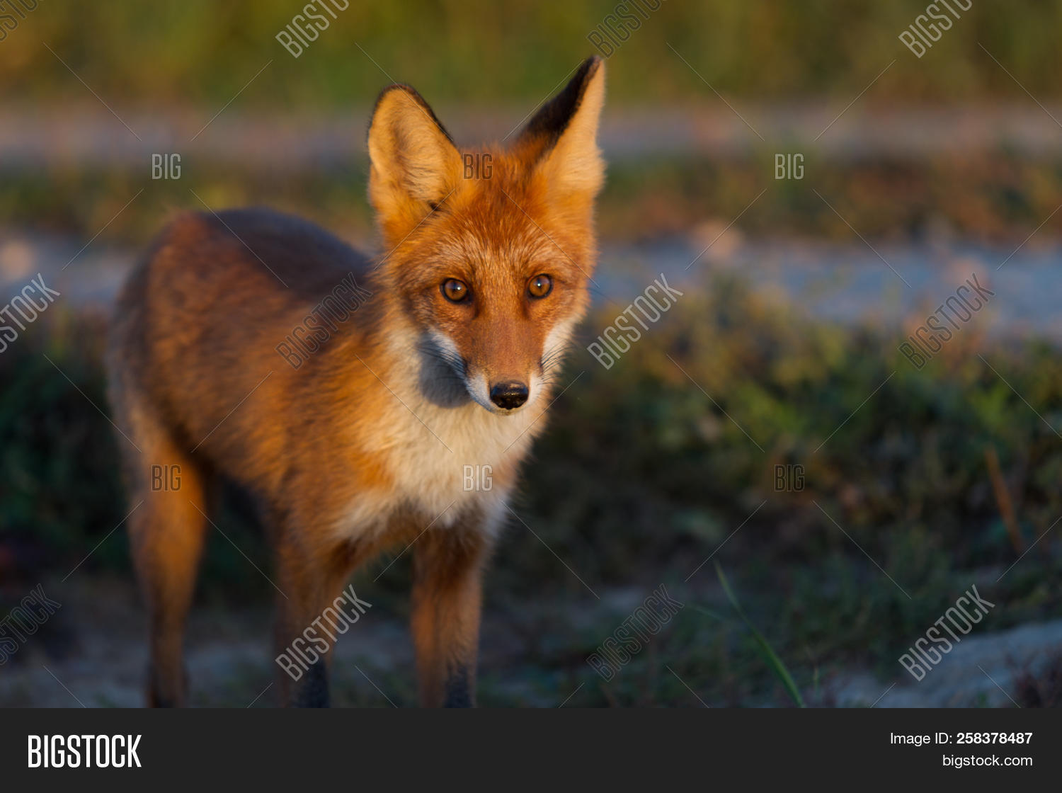 Cute, Young, Fiery, Image & Photo (Free Trial) | Bigstock