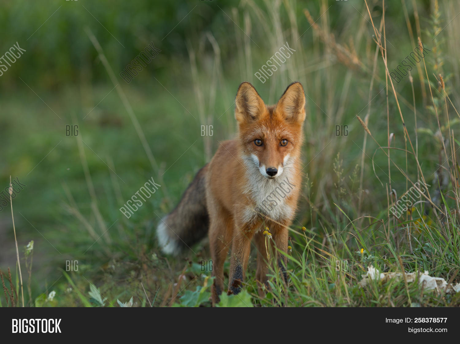 Cute, Young, Fiery, Image & Photo (Free Trial) | Bigstock