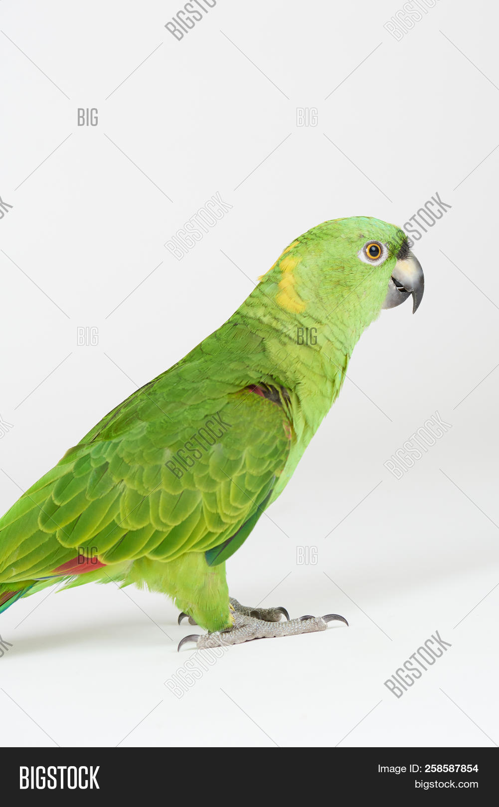 Side View Green Parrot Image & Photo (Free Trial) | Bigstock