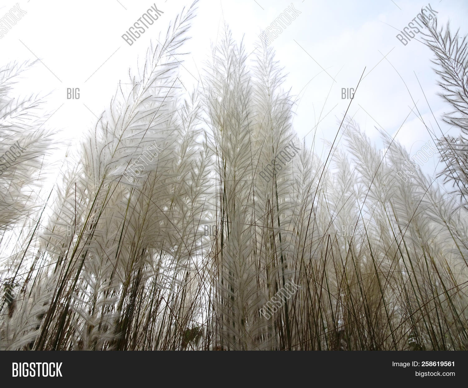 Beautiful White Kash Image & Photo (Free Trial) | Bigstock