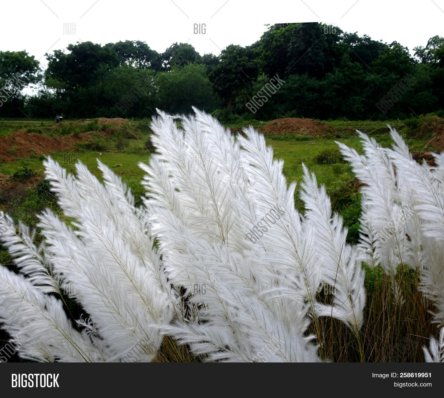 Beautiful White Kash Image & Photo (Free Trial) | Bigstock