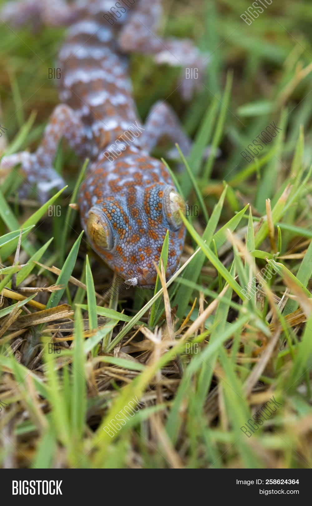Close Gecko On Lawn, Image & Photo (Free Trial) | Bigstock