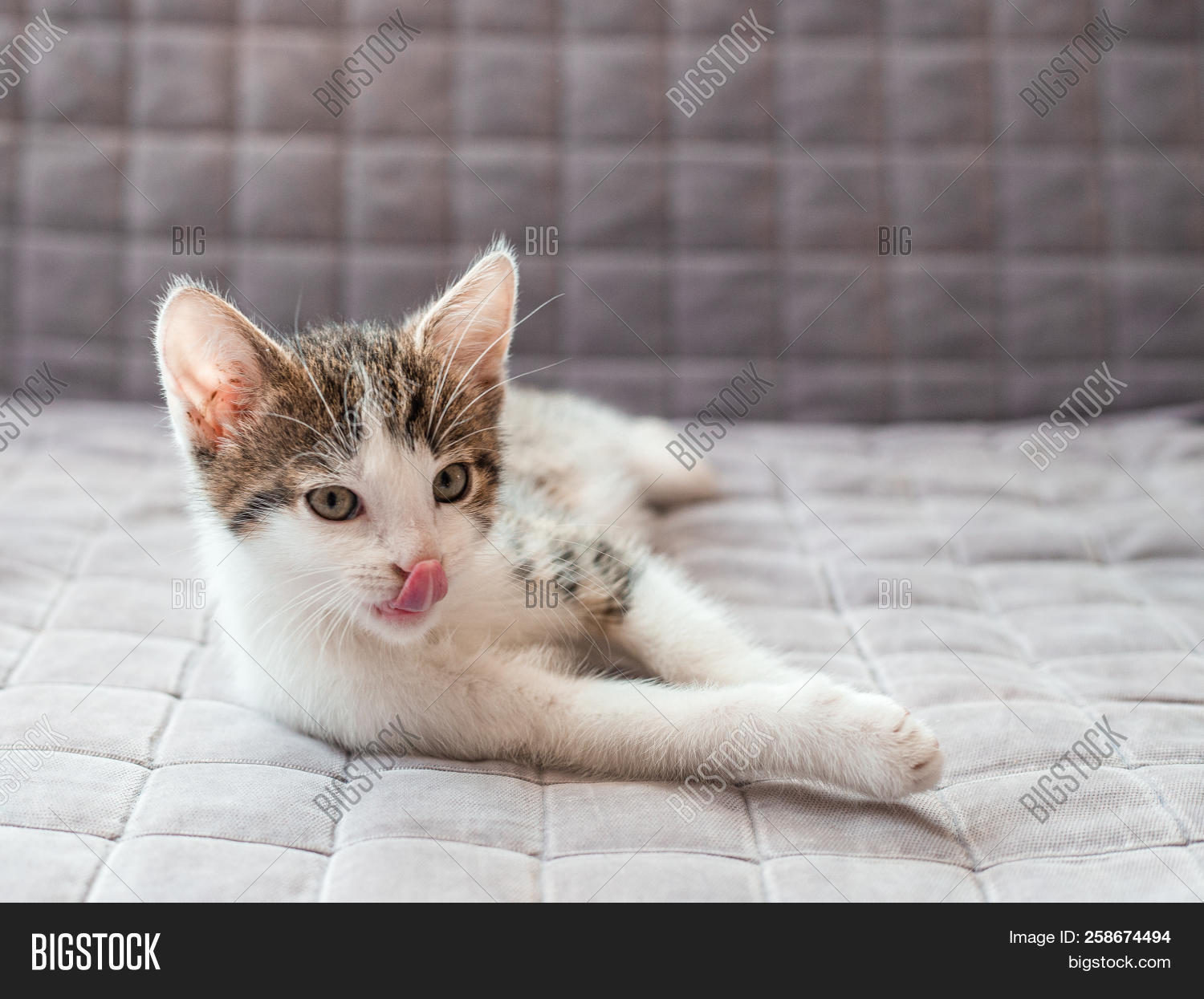 Cute Kitten Stretching Image & Photo (Free Trial) | Bigstock