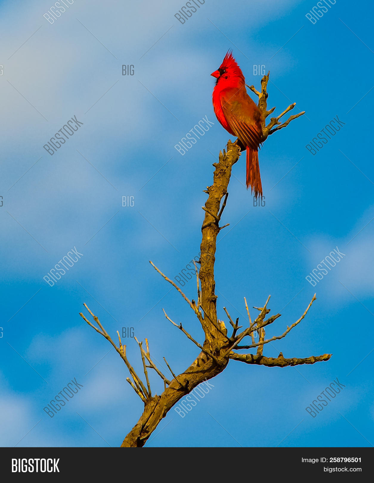 Male Cardinal Perched Image & Photo (Free Trial) | Bigstock