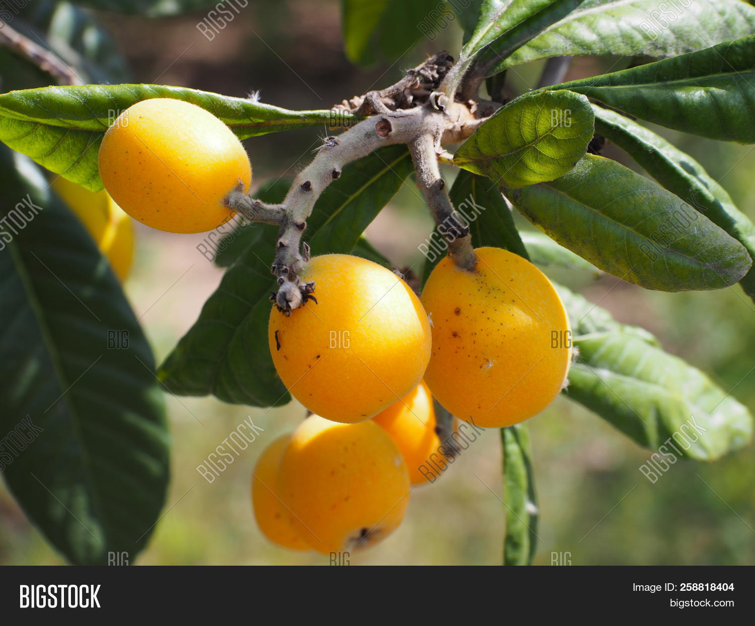 Loquat Fruits ( Image & Photo (Free Trial) | Bigstock