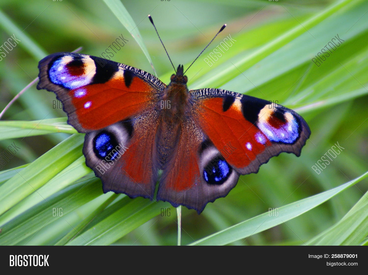 Beautiful Bright Image & Photo (Free Trial) | Bigstock