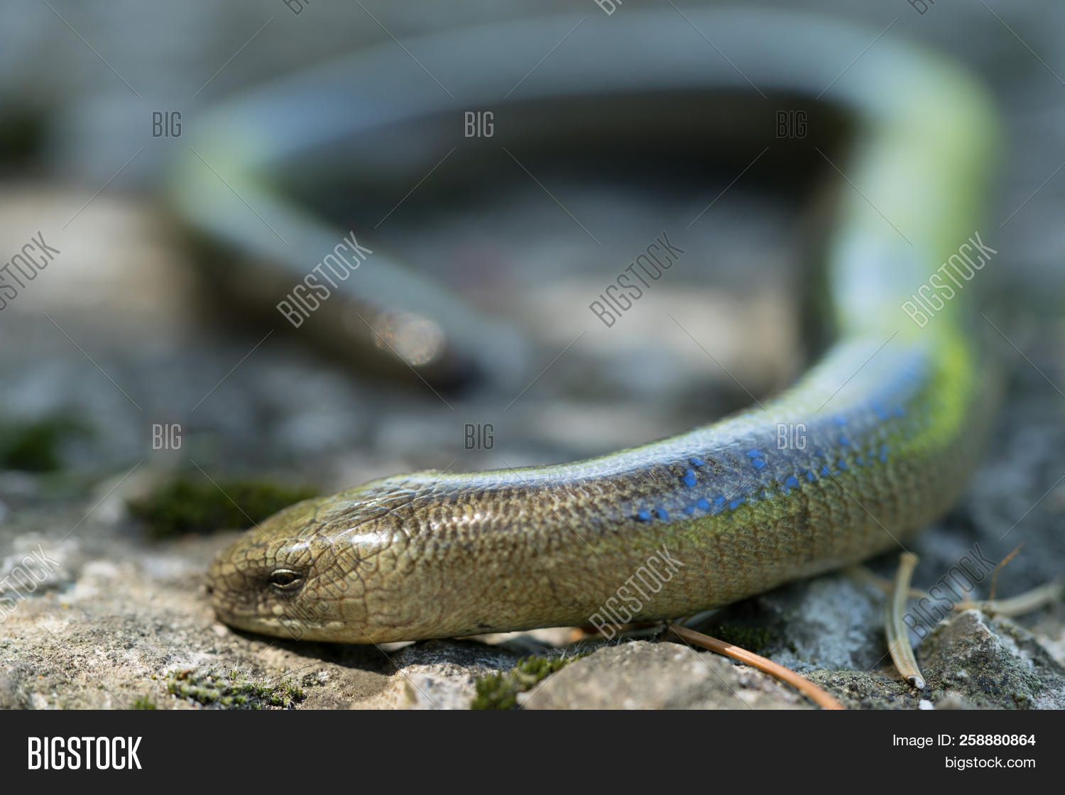 Anguis Fragilis (slow Image & Photo (Free Trial) | Bigstock