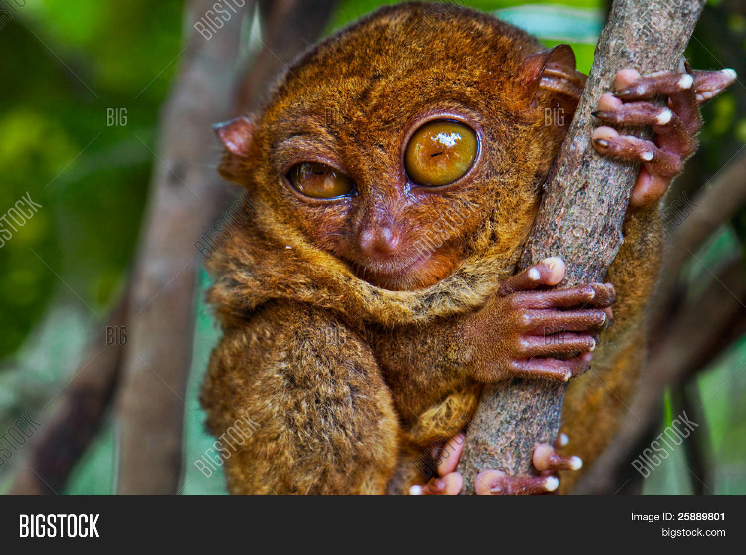 Big-Eyed Tarsier Image & Photo (Free Trial) | Bigstock