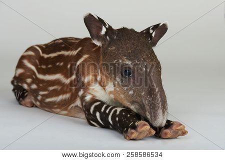 Tapir Images, Illustrations & Vectors (Free) - Bigstock