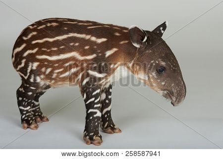 Tapir Images, Illustrations & Vectors (Free) - Bigstock