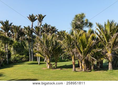 Nikau Images, Illustrations & Vectors (Free) - Bigstock