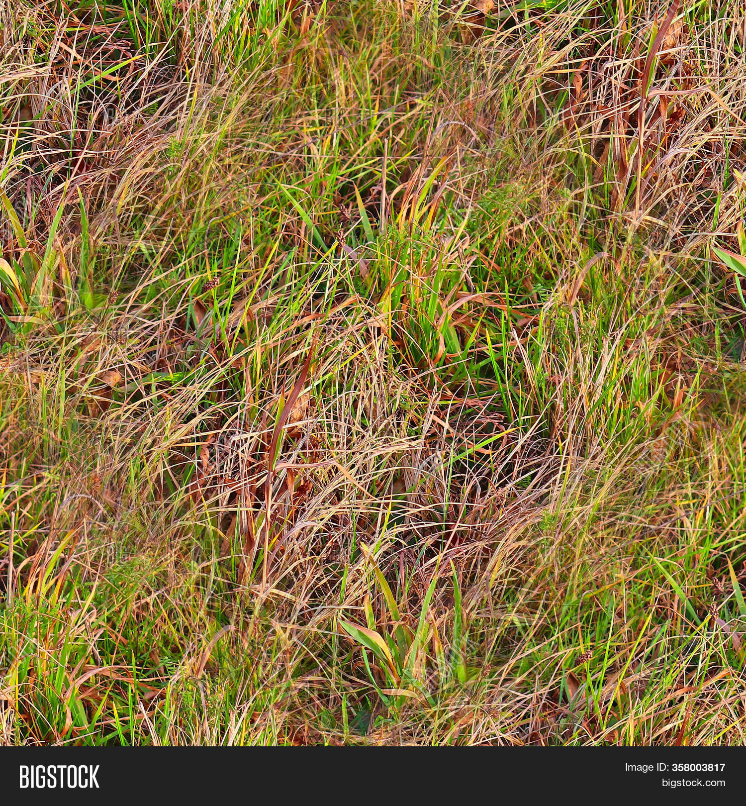 High Resolution Foto Image & Photo (Free Trial) | Bigstock