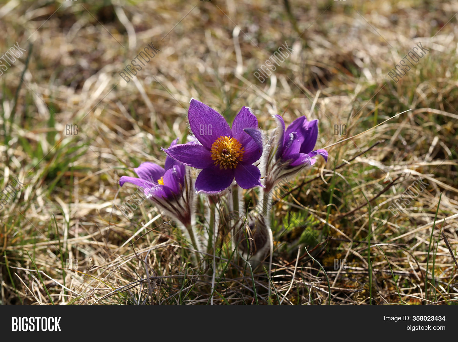 Beautiful Purple Image & Photo (Free Trial) | Bigstock