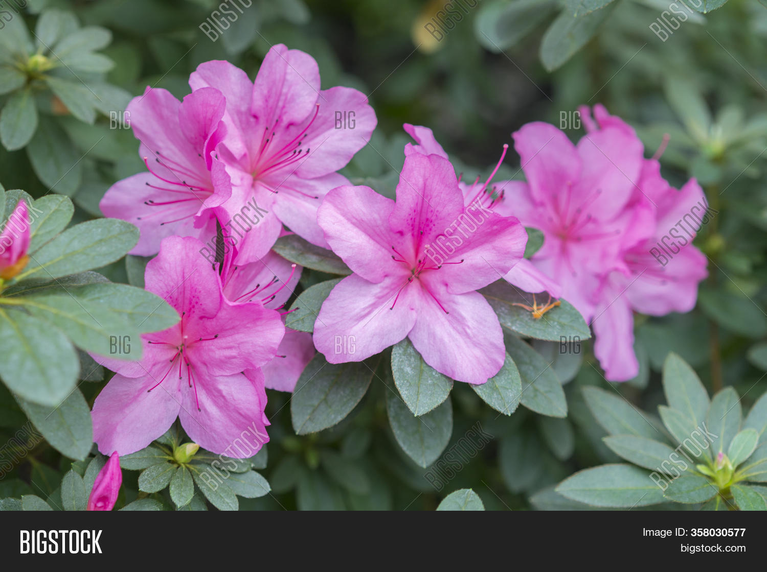 Azalea Blossom, Violet Image & Photo (Free Trial) | Bigstock