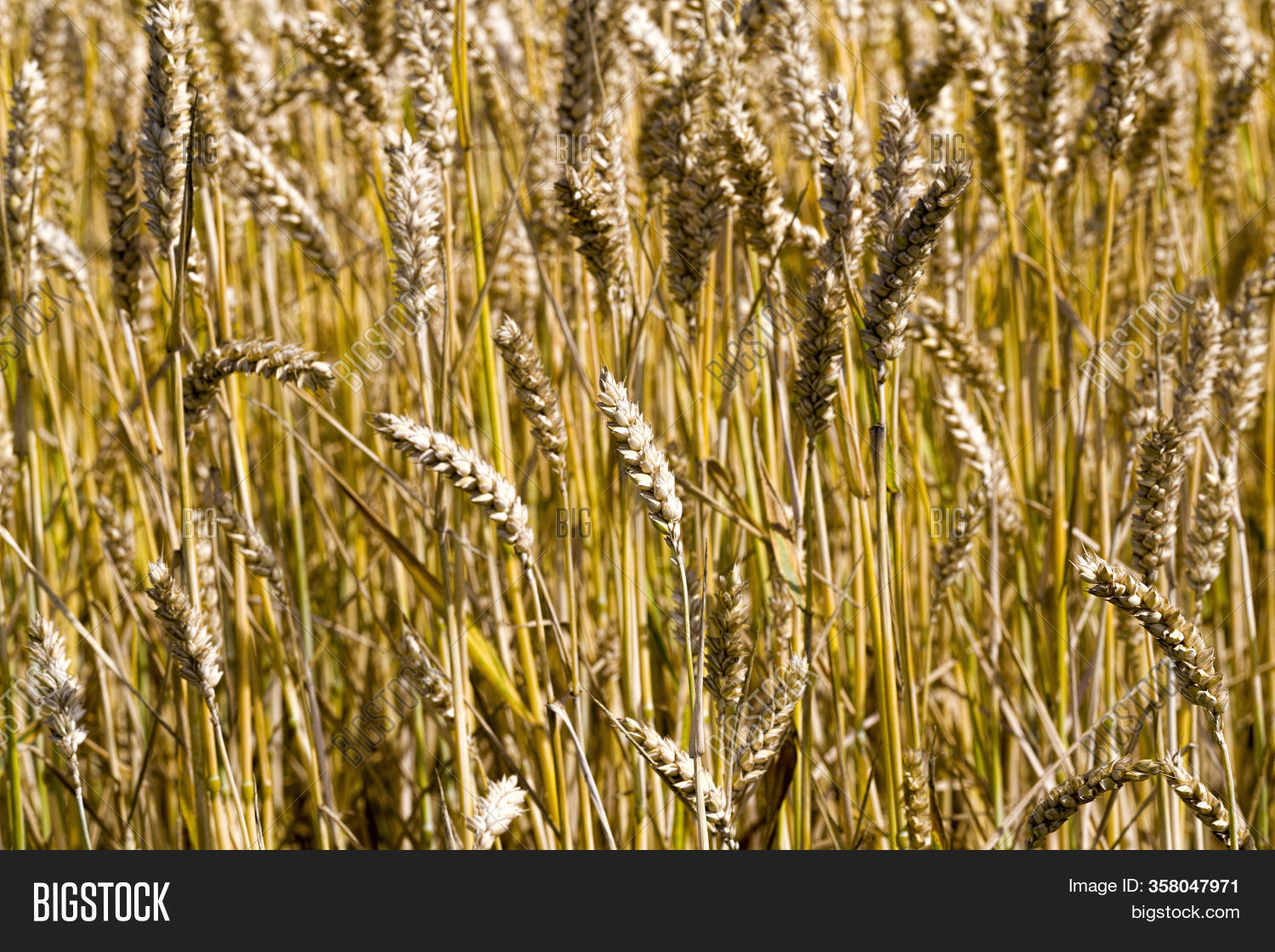 Yellowing Wheat Summer Image & Photo (Free Trial) | Bigstock