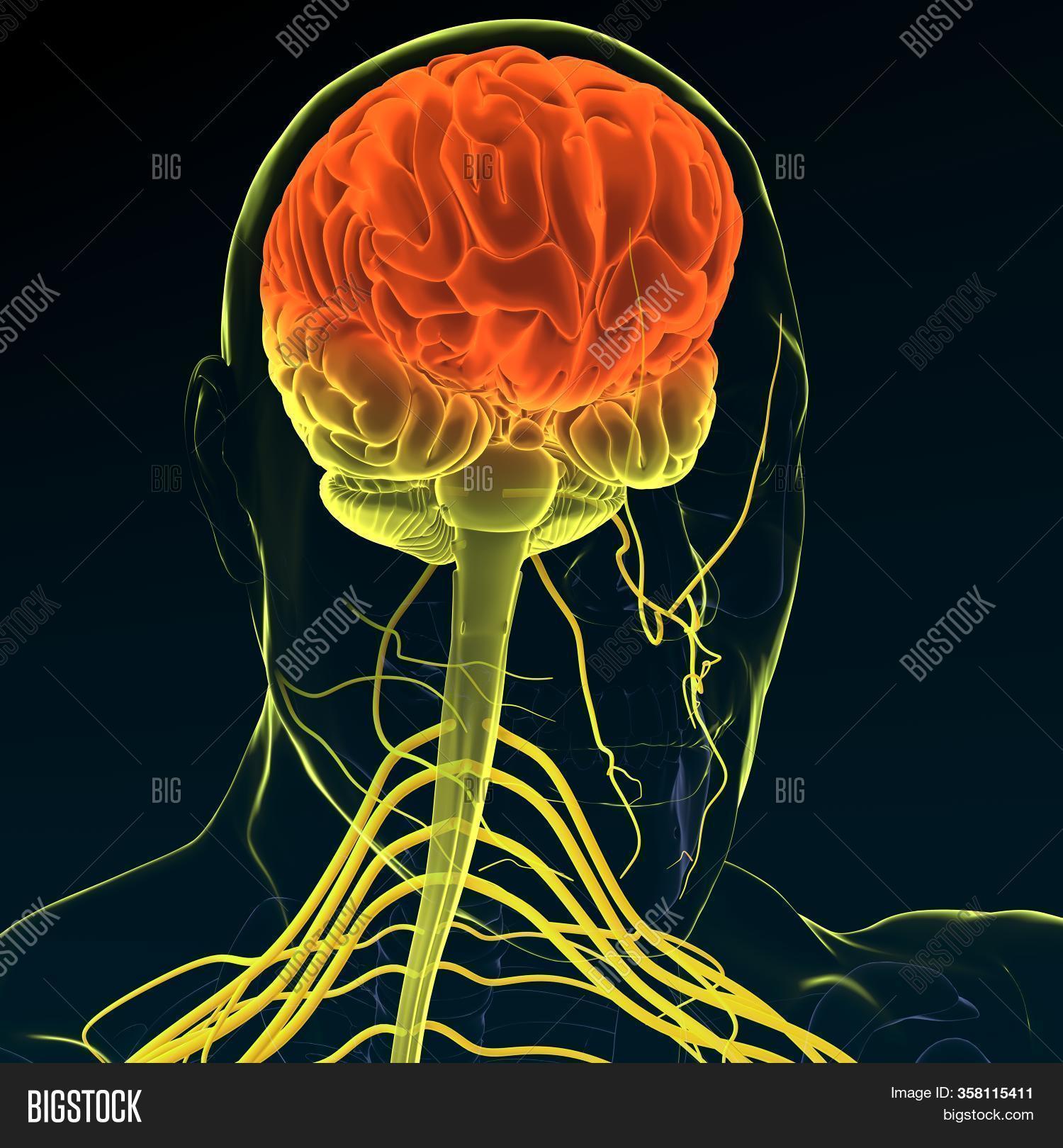 Brain Sends Messages Image & Photo (Free Trial) | Bigstock