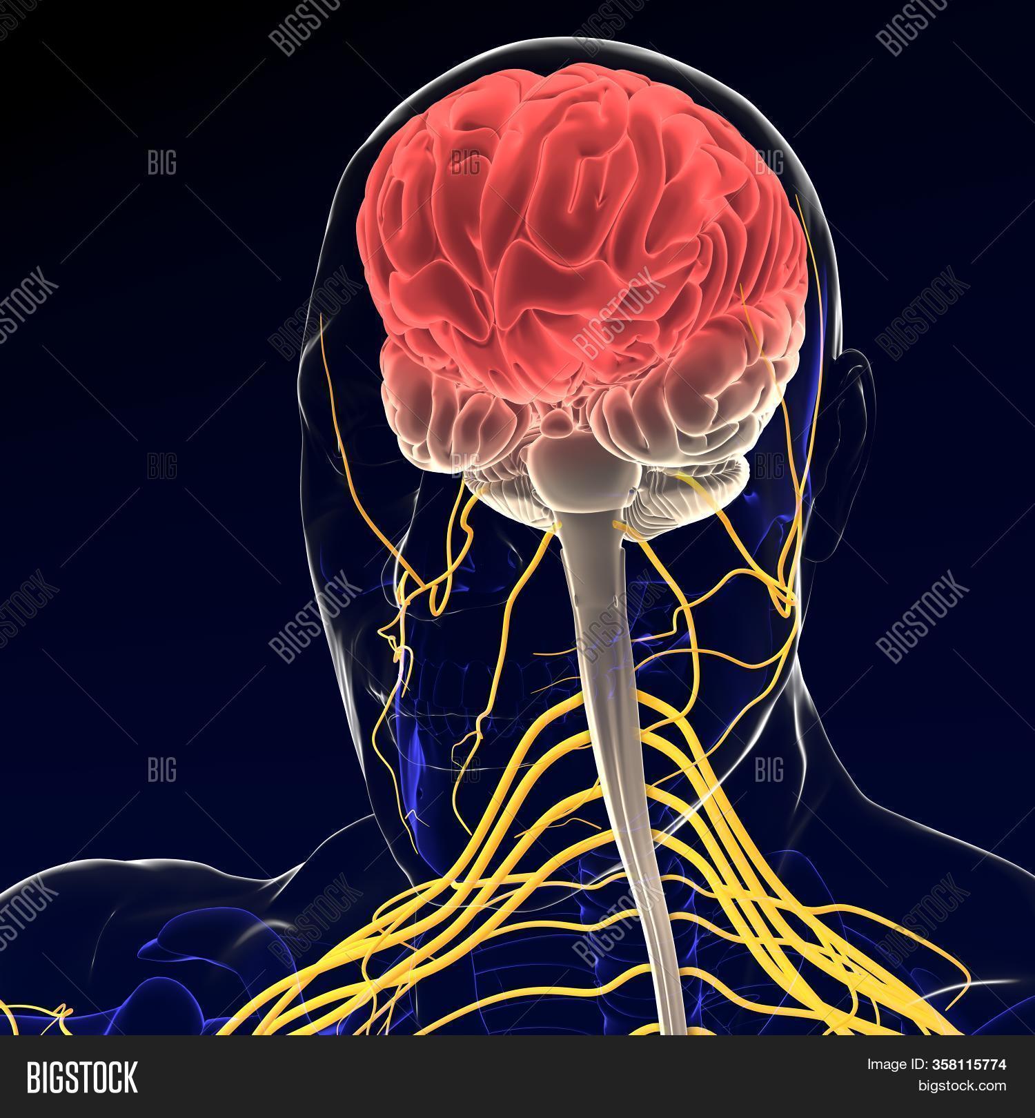 Brain Sends Messages Image & Photo (Free Trial) | Bigstock