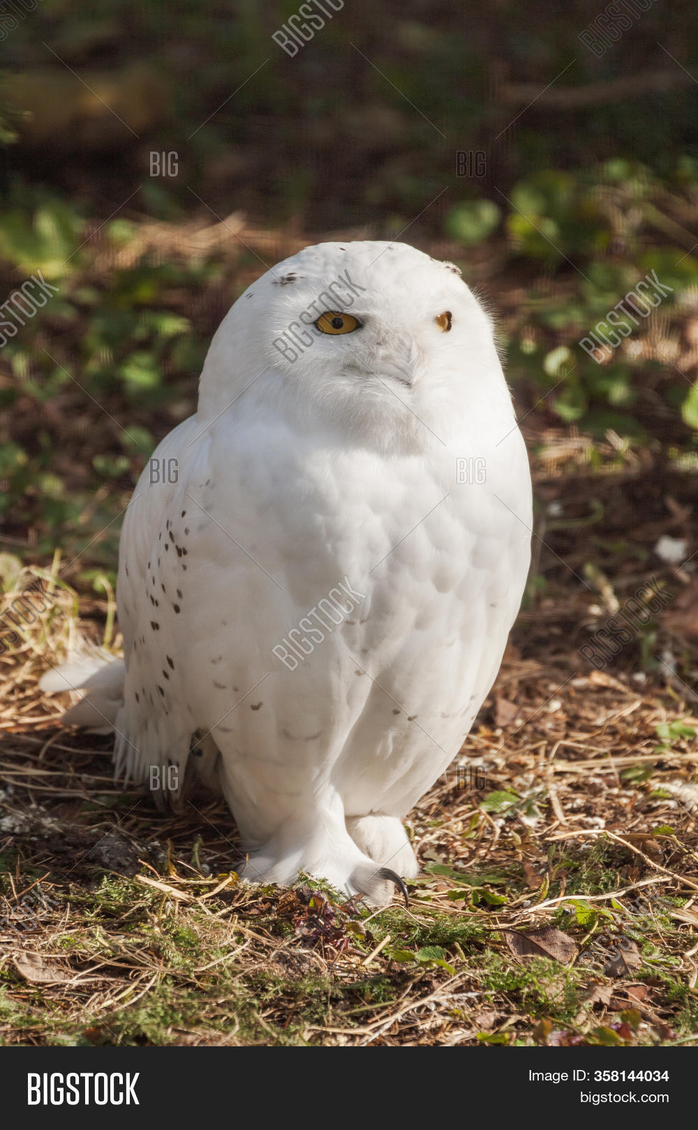 Snowy Arctic Owl Image & Photo (Free Trial) | Bigstock