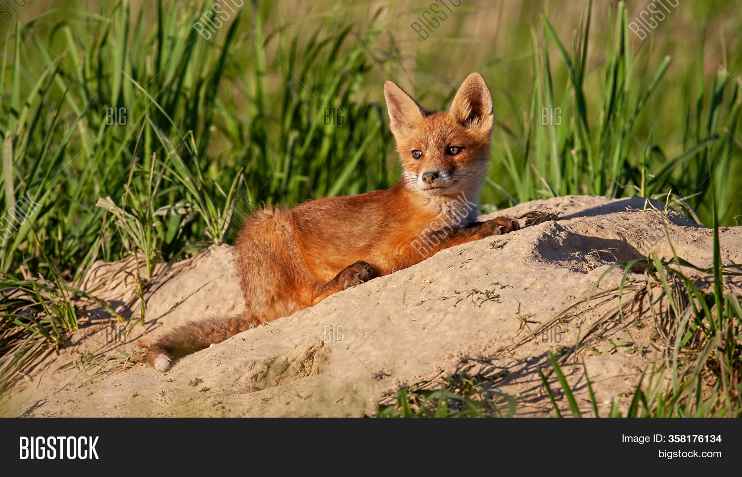 Calm Red Fox Cub Lying Image & Photo (Free Trial) | Bigstock