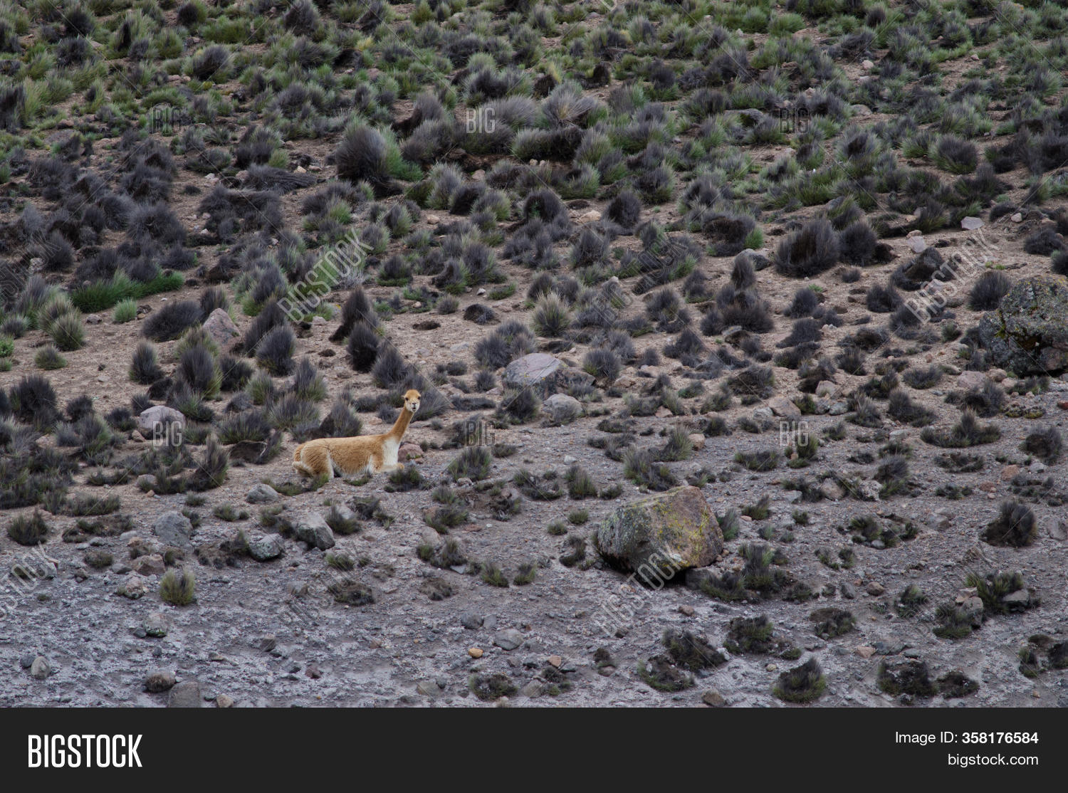 Vicuna Vicugna Vicugna Image & Photo (Free Trial) | Bigstock