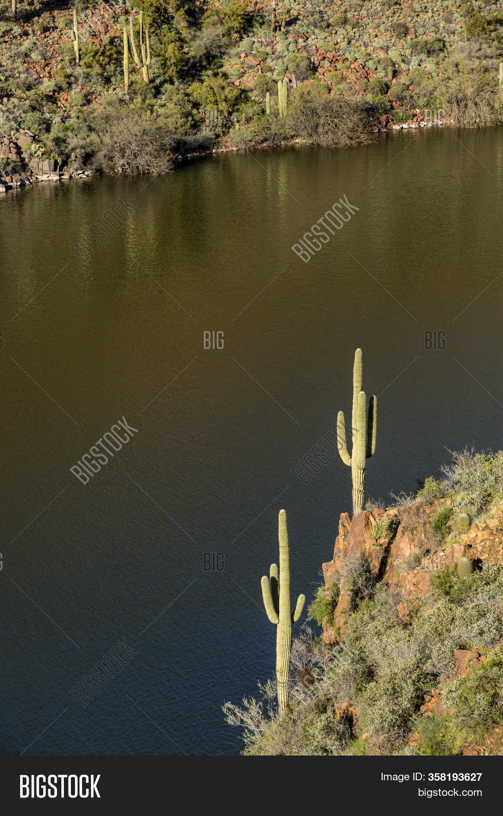 Saguaro Cactus Desert Image & Photo (Free Trial) | Bigstock