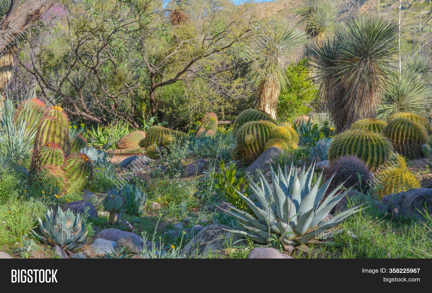 Cacti Agave Garden Image & Photo (Free Trial) | Bigstock