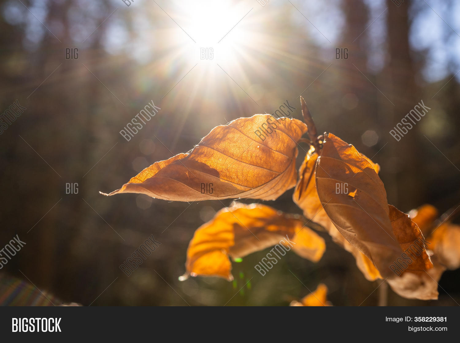Amazing Brown Leaf Image & Photo (Free Trial) | Bigstock