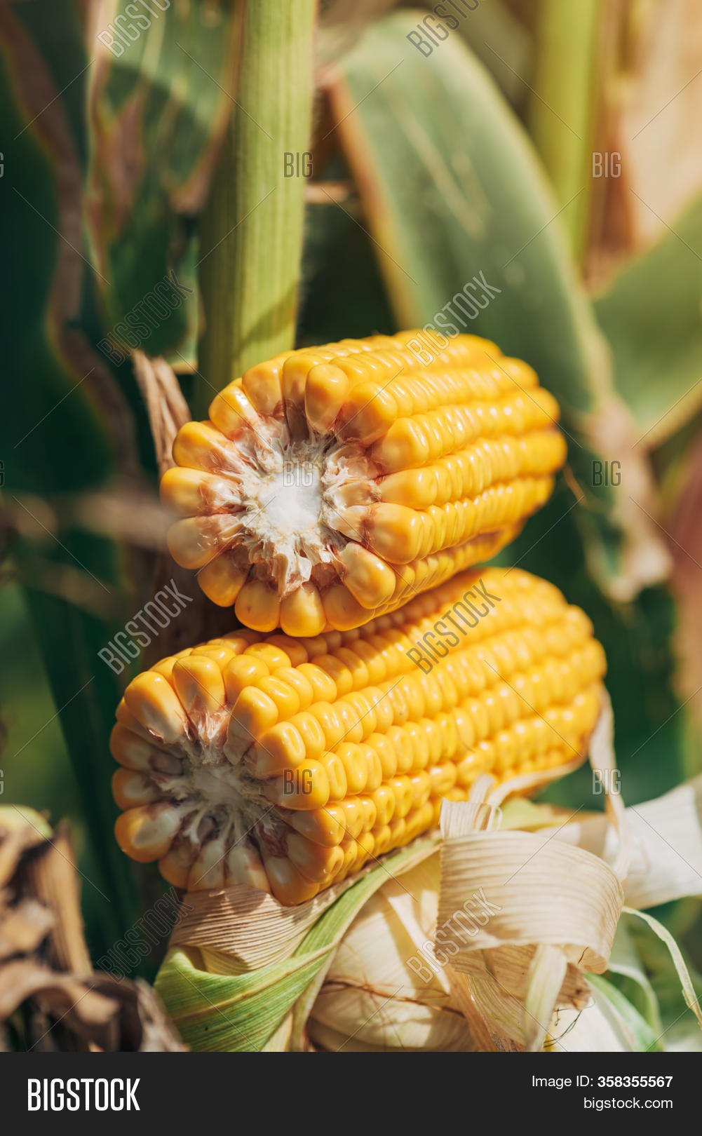 Ripe Corn Cob Cross Image & Photo (Free Trial) | Bigstock