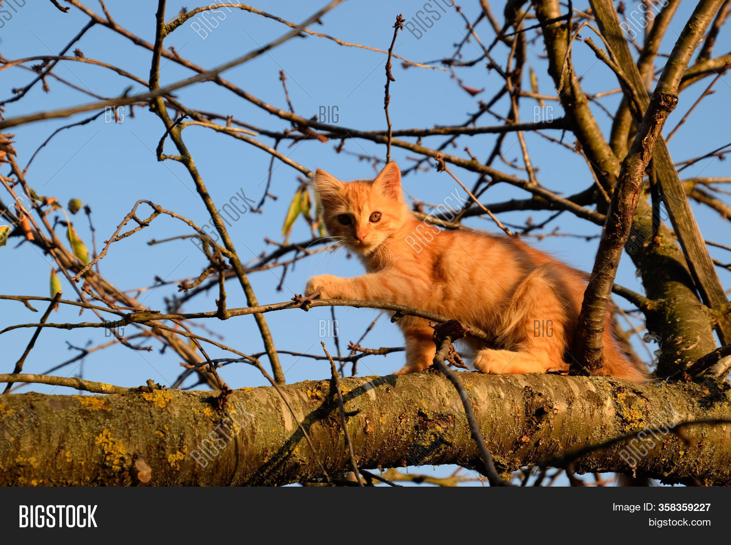 Red Kitten On Tree. Image & Photo (Free Trial) | Bigstock