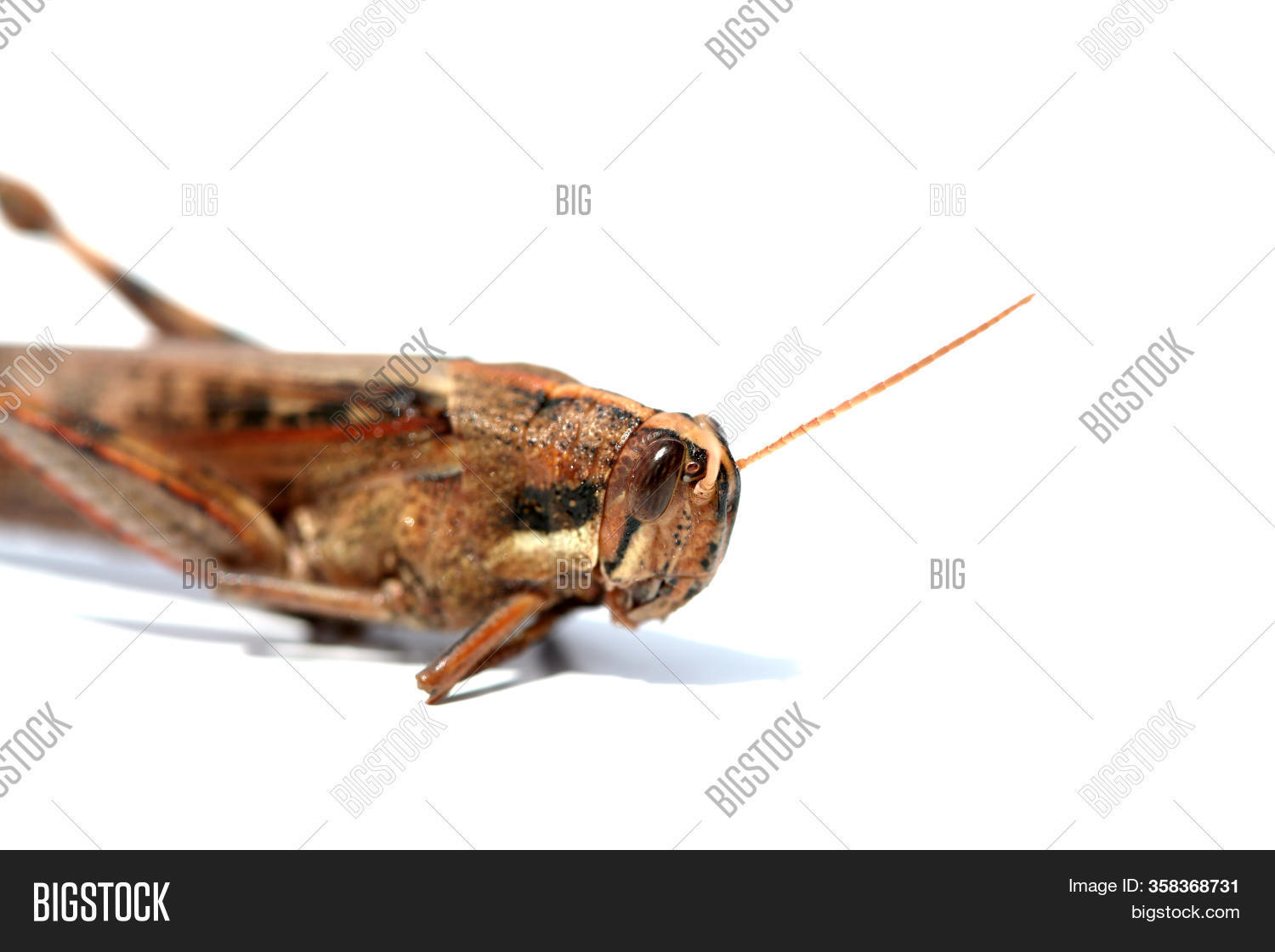 Locust. Grass Hopper. Image & Photo (Free Trial) | Bigstock
