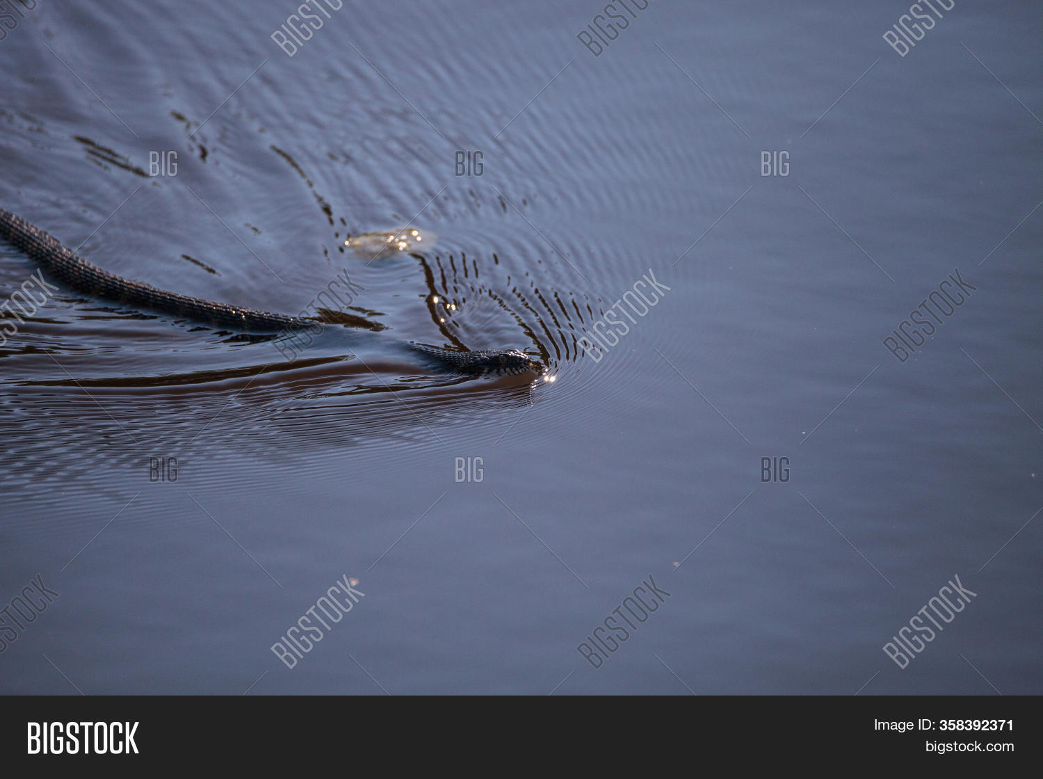 Swimming Crayfish Image & Photo (Free Trial) | Bigstock