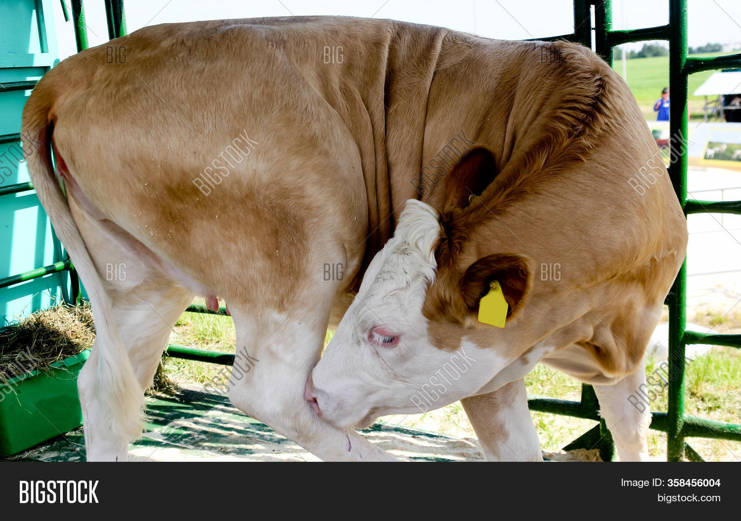 Young Cow Danish Breed Image & Photo (Free Trial) | Bigstock