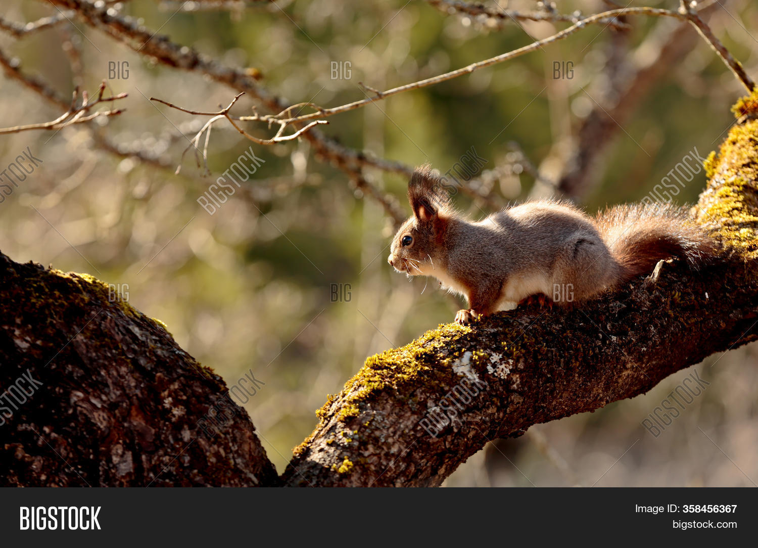 Young Squirrel Alert Image & Photo (Free Trial) | Bigstock