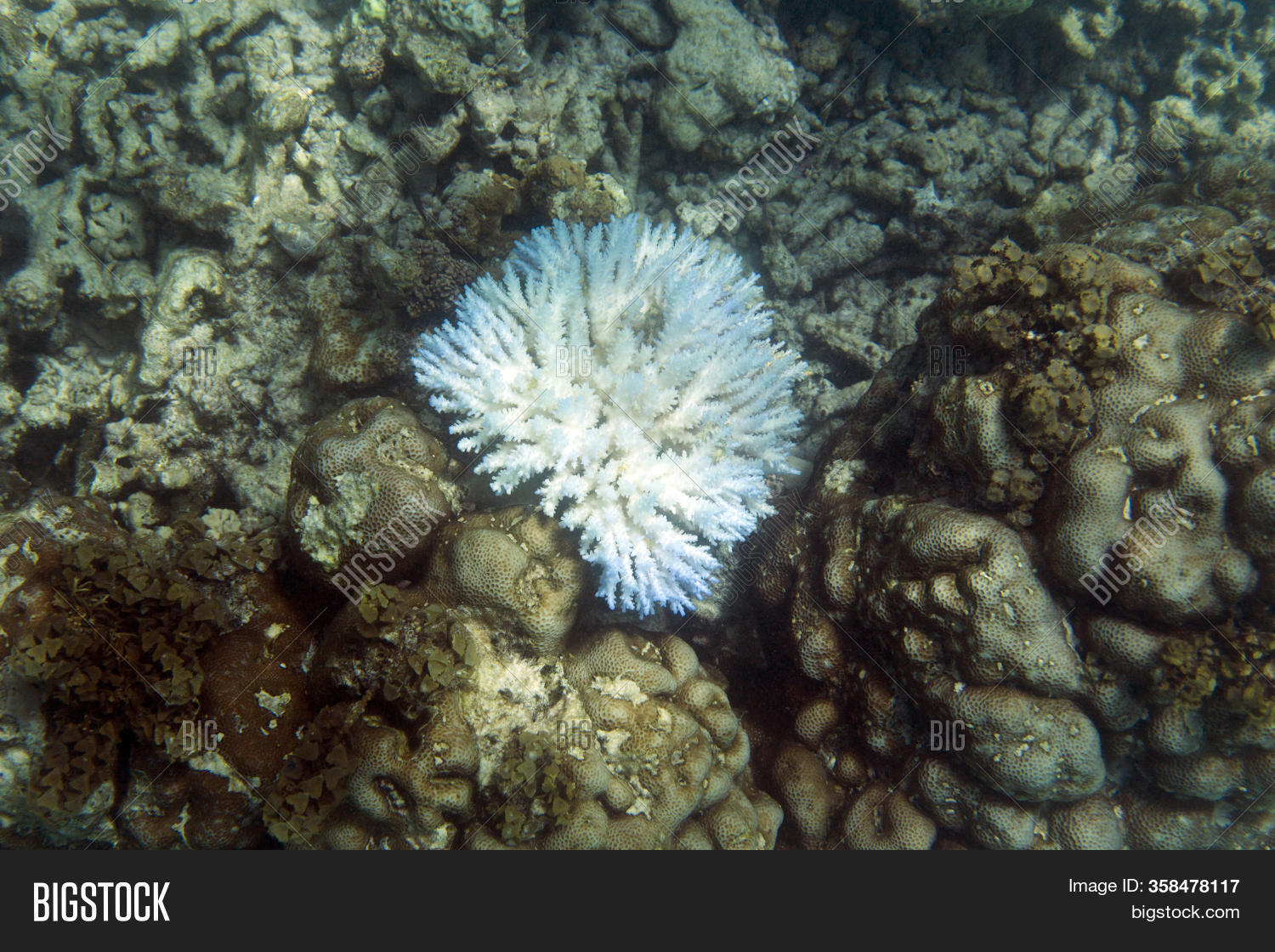 Bleached Acropora Image & Photo (Free Trial) | Bigstock