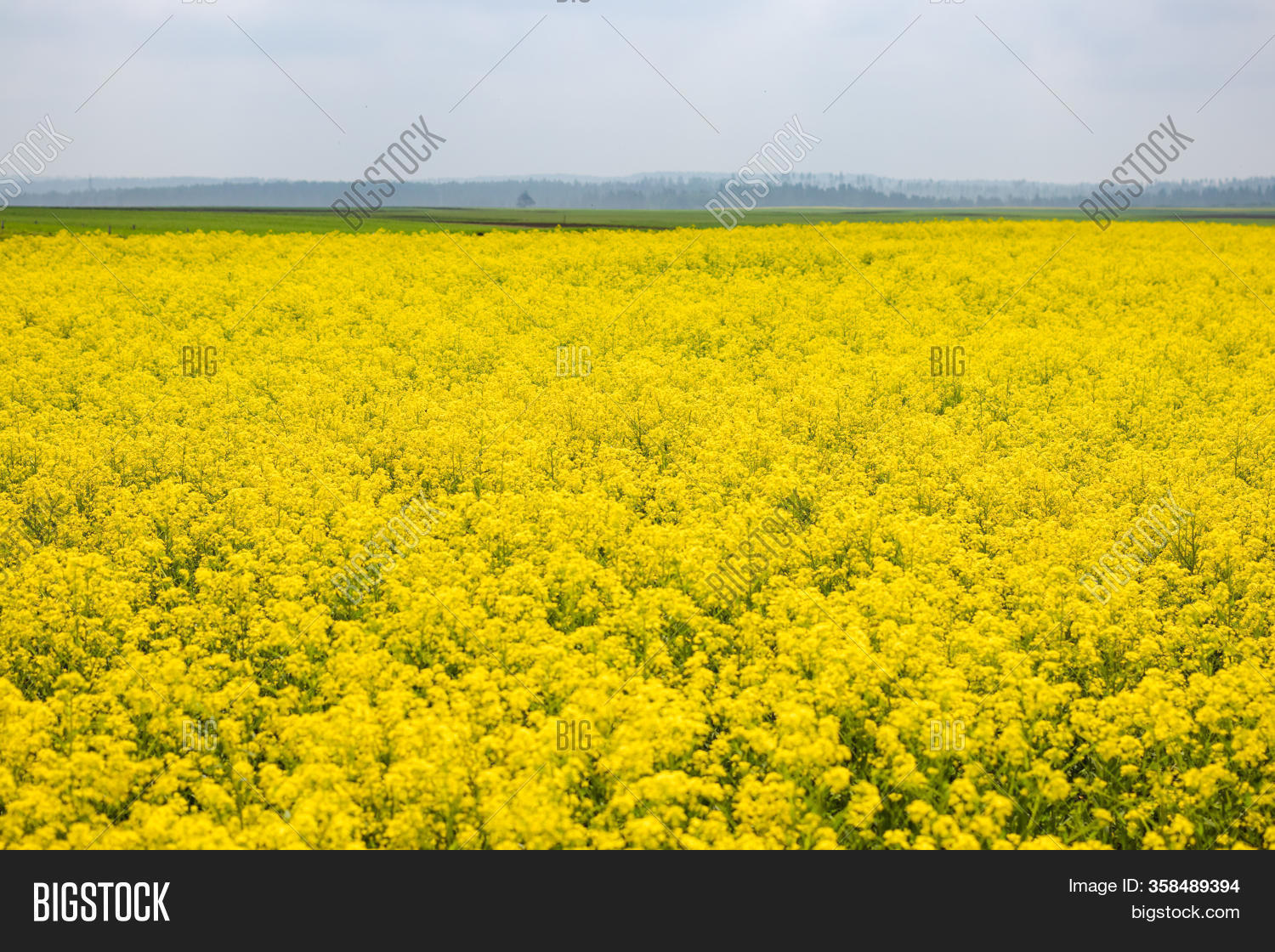 Yellow Colza Field Image & Photo (Free Trial) | Bigstock