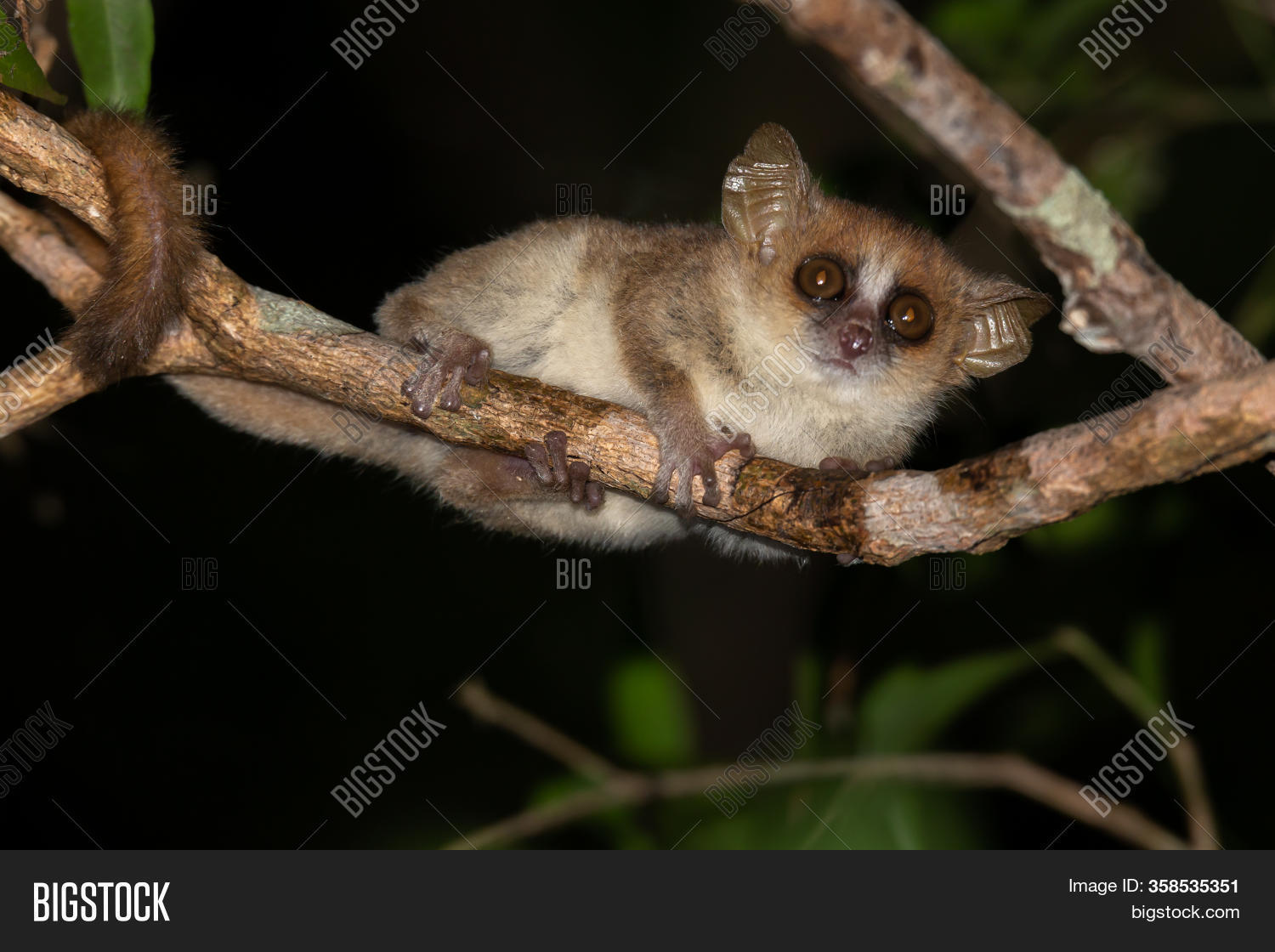 Little Mouse Lemur On Image & Photo (Free Trial) | Bigstock