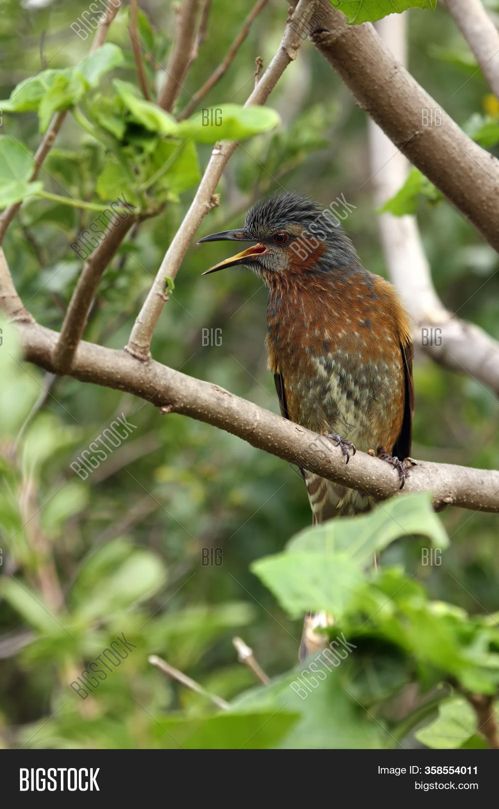 Brown-eared Bulbul ( Image & Photo (Free Trial) | Bigstock
